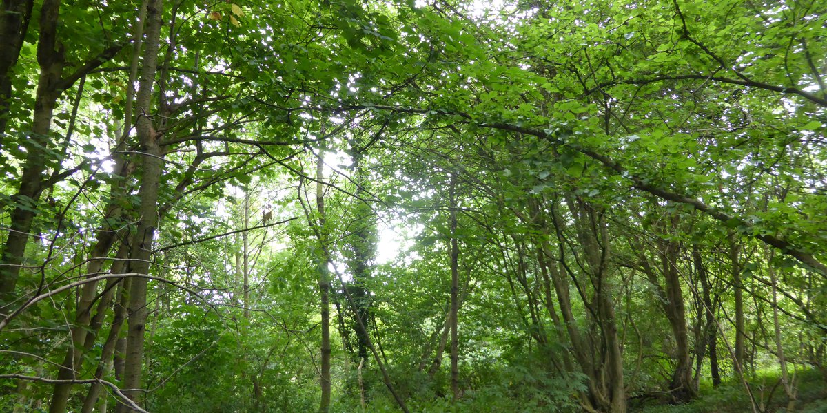 Photo Friday: 2019-05-24 | Pither.com / Simon